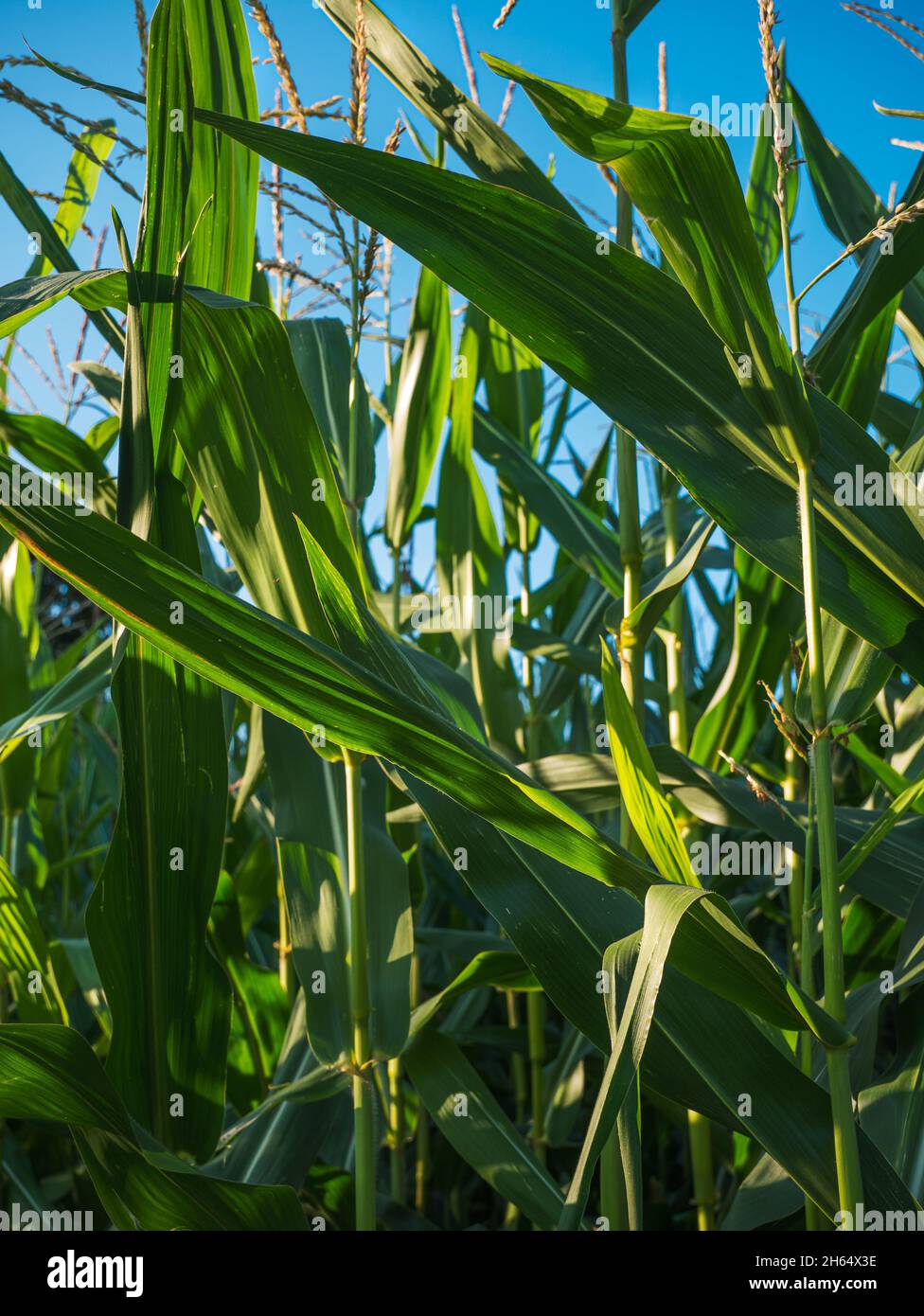 Corn field close up hi-res stock photography and images - Alamy