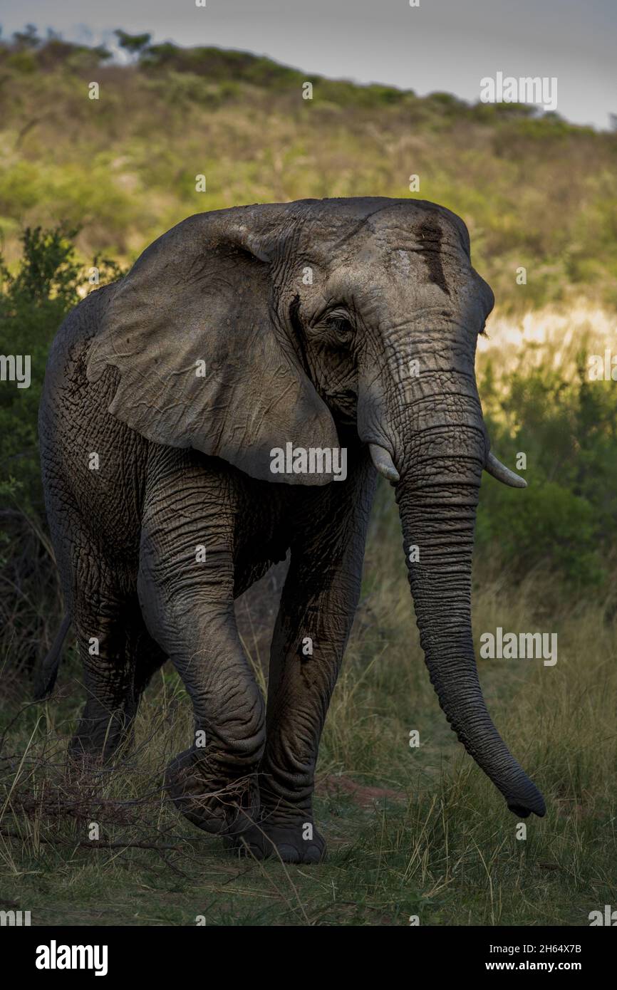 Vertical shot of an elephant in the bushes in South Africa Stock Photo ...