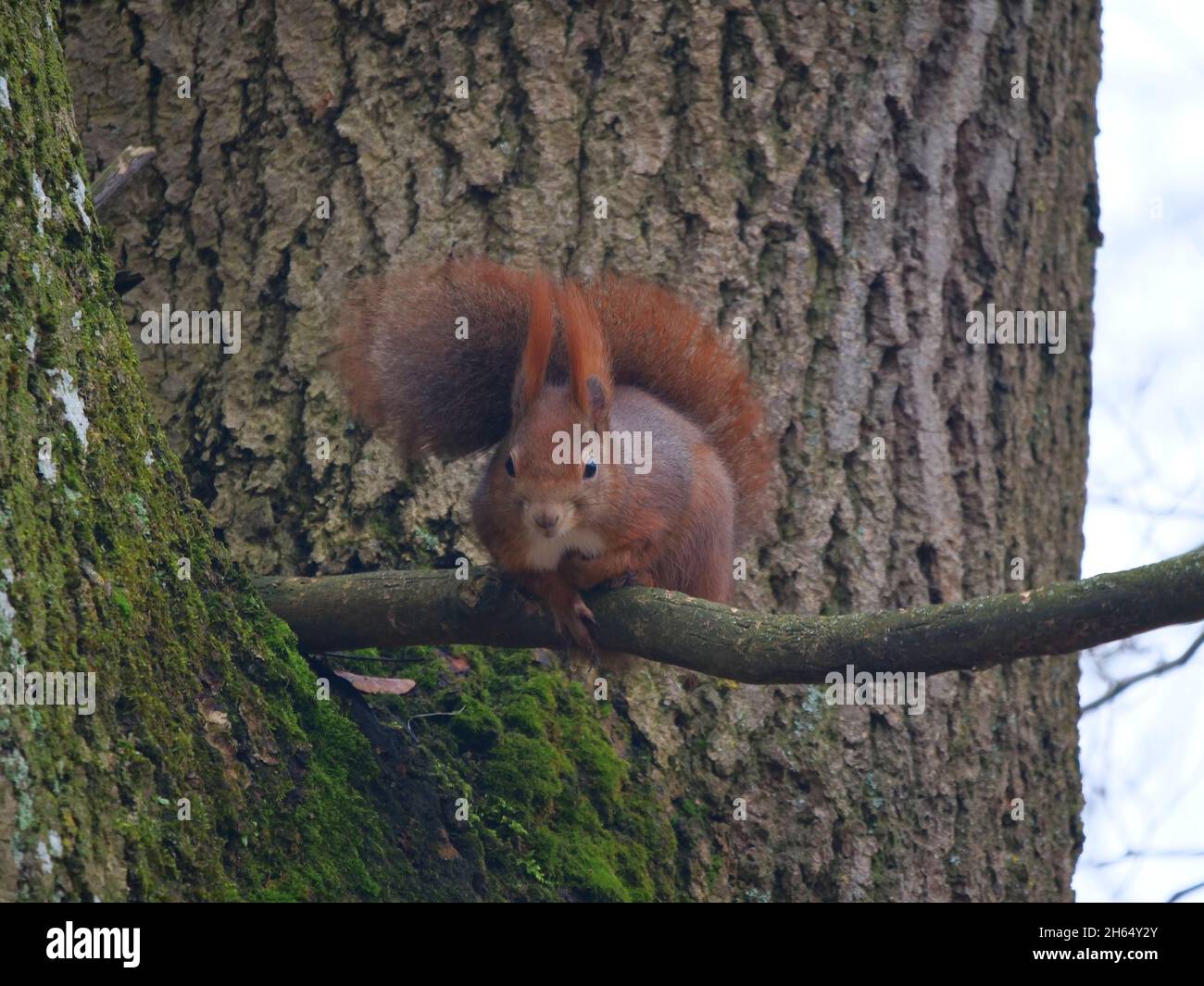 Laupheim, Germany: An Eurasian red squirrel Stock Photo - Alamy