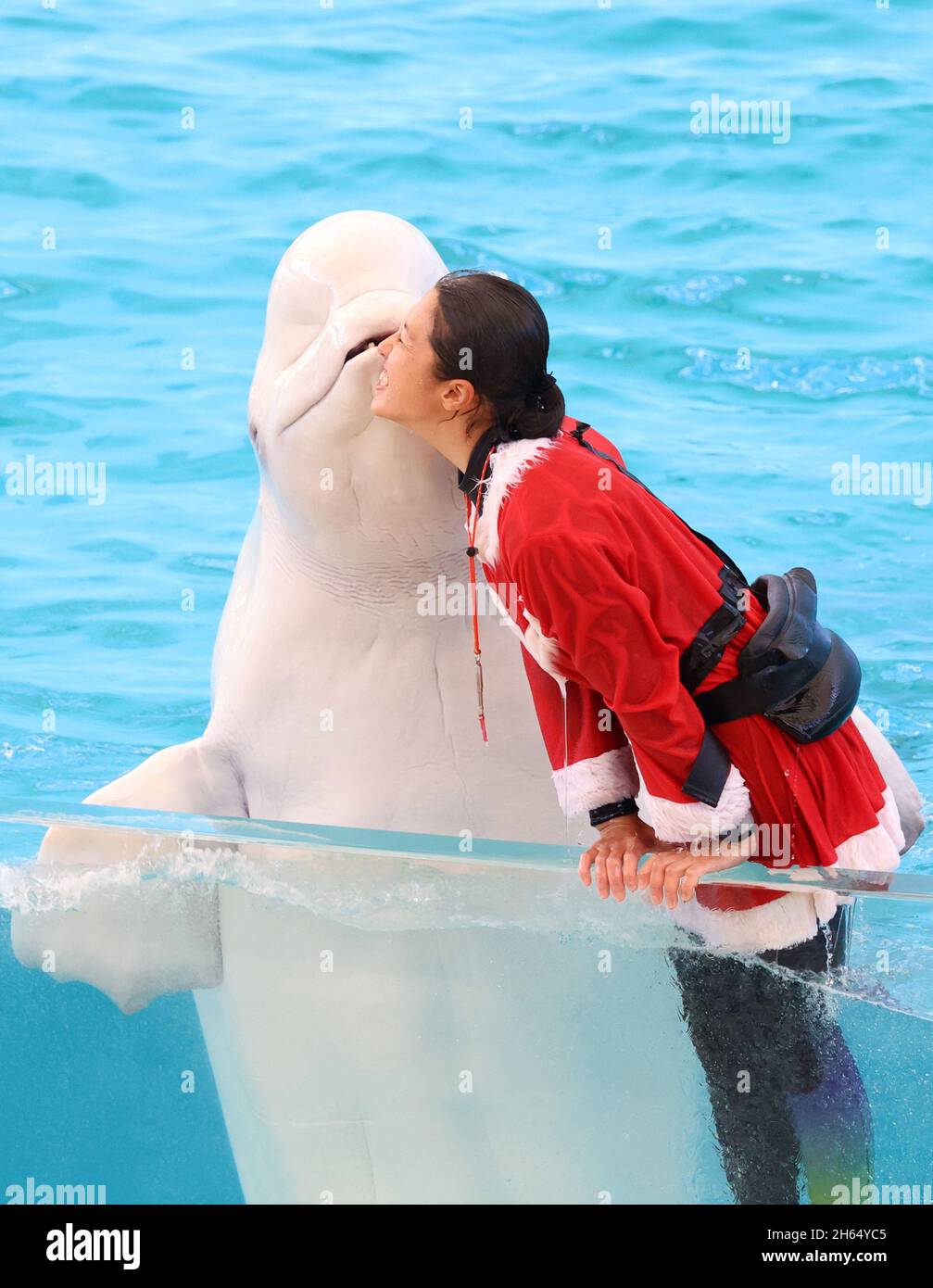 Yokohama, Japan. 13th Nov, 2021. A beluga kisses to an animal trainer ...