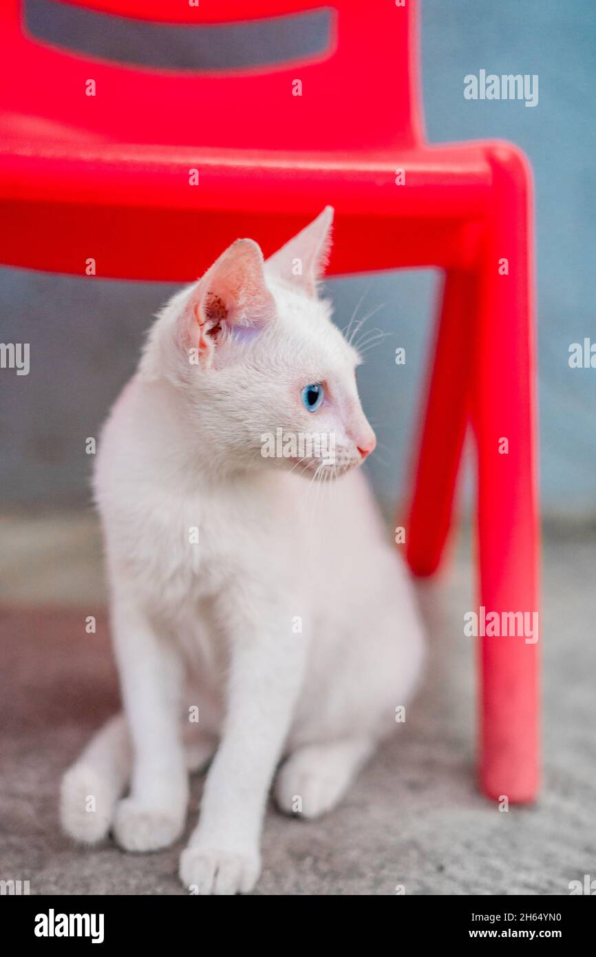Portrait of an adorable domesticated white cat Stock Photo - Alamy