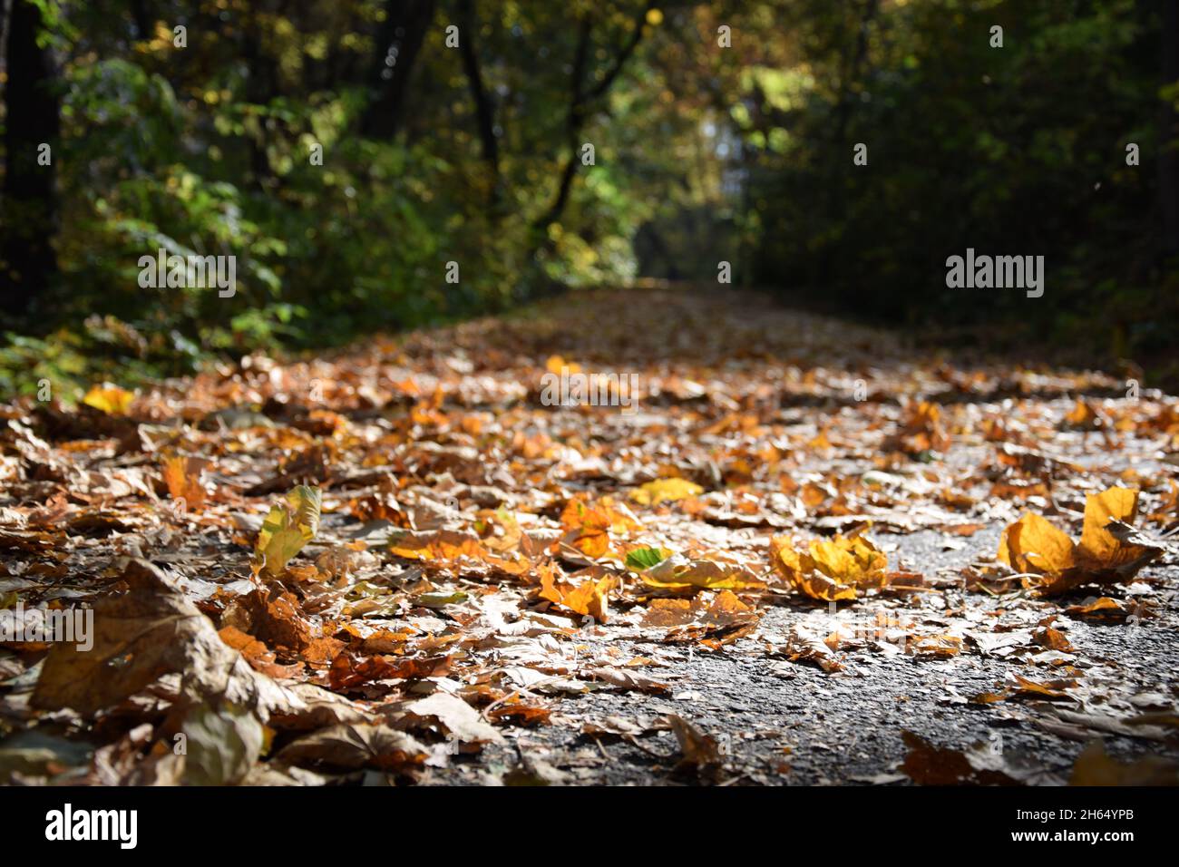 Beautiful scene of autumn landscape and colorful fallen leaves Stock ...