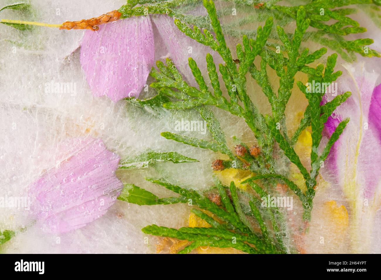 Various flowers in ice. Creative floral background. Frozen beautiful ...