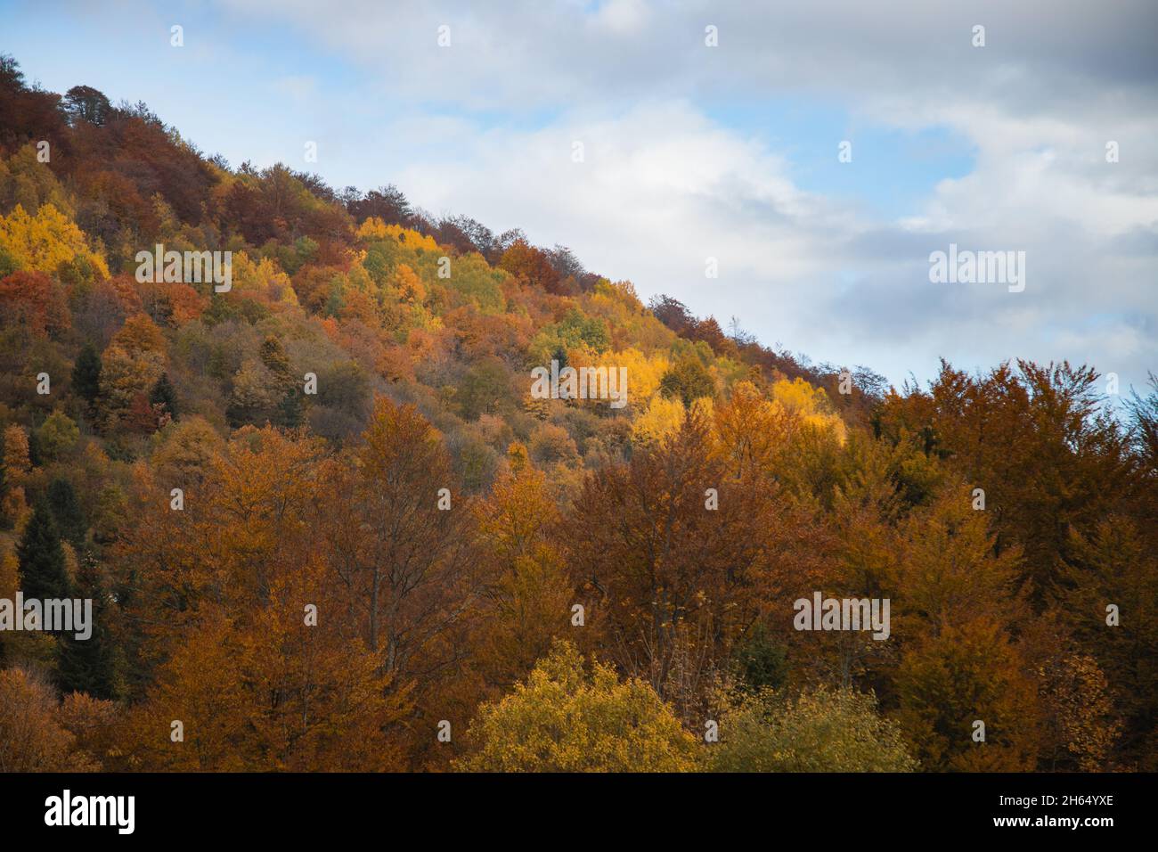 Mountains covered in autumn trees Stock Photo - Alamy