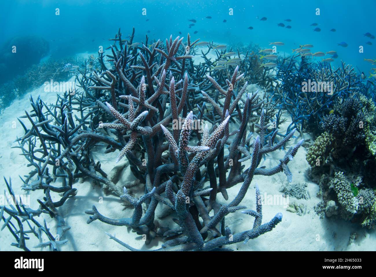 Beautiful and colorful coral reef photos taken under water at the Great ...