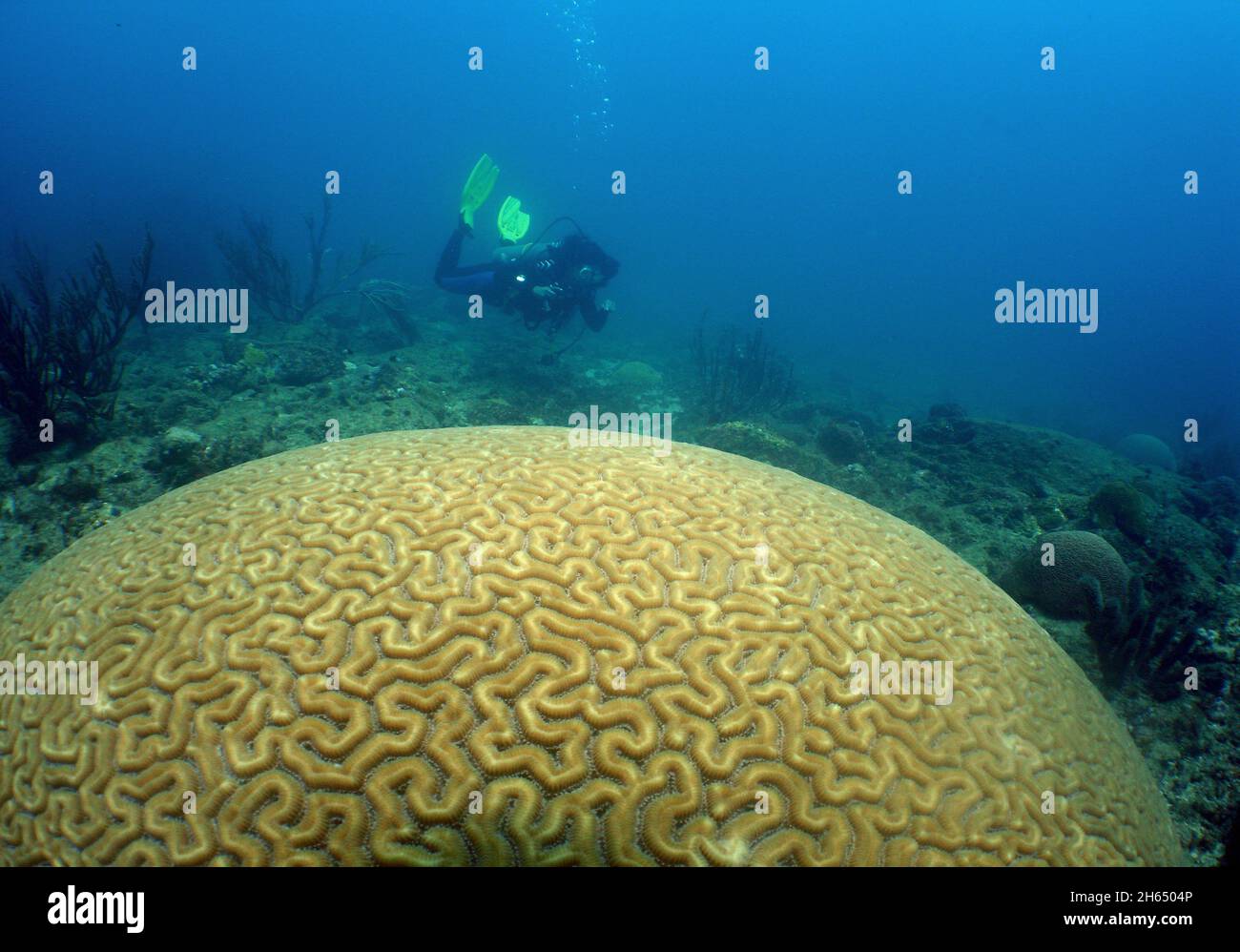 Scuba diver approaching a brain coral underwater Stock Photo - Alamy