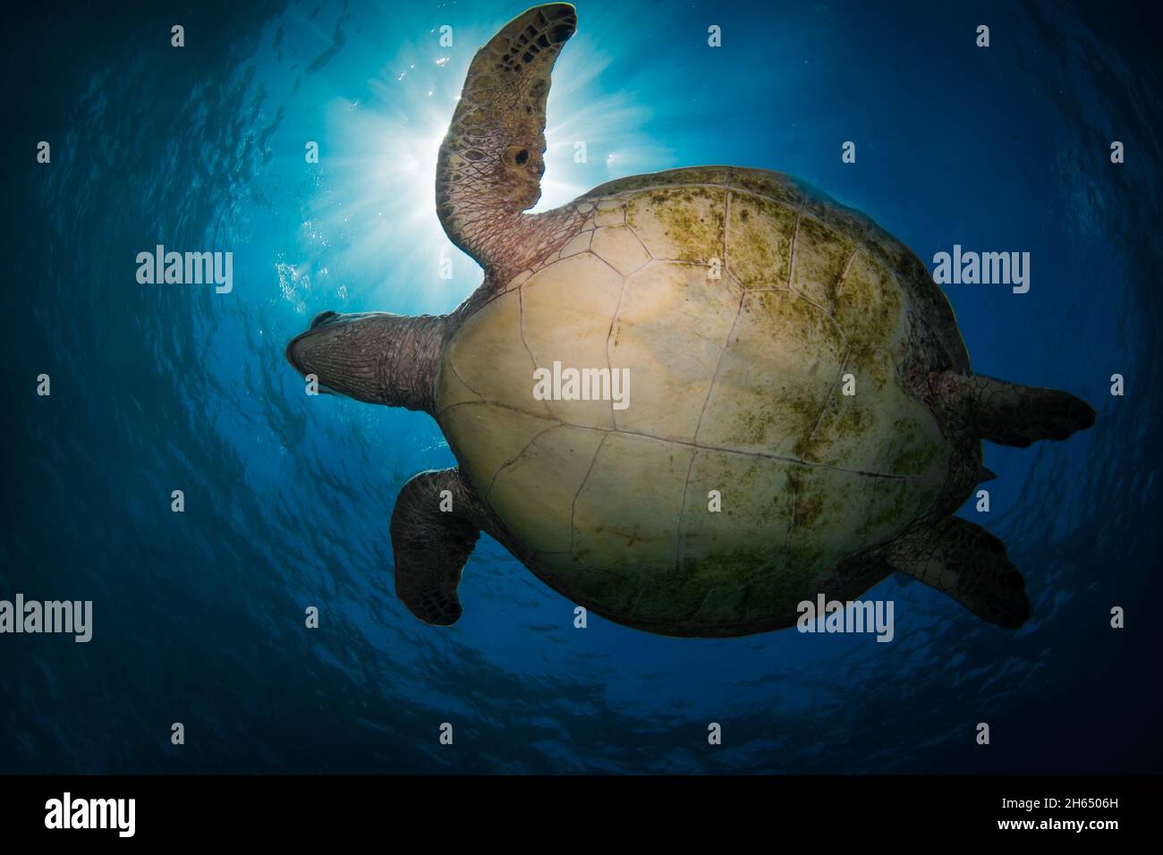 green turtle swimming in blue ocean,great barrier reef, cairns ...