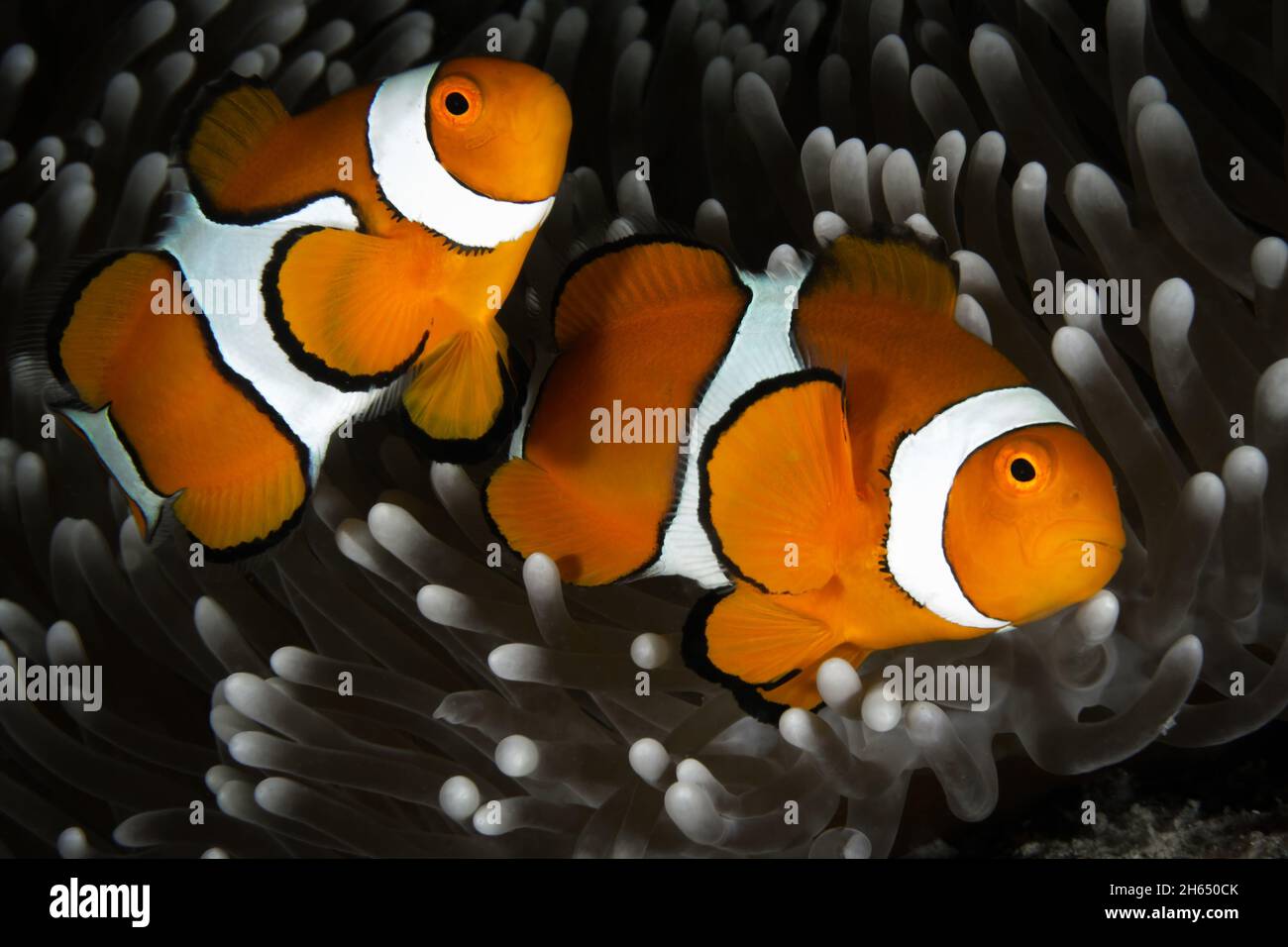 Clown fish swimming around reefs at the Great Barrier Reef, Cairns QLD ...