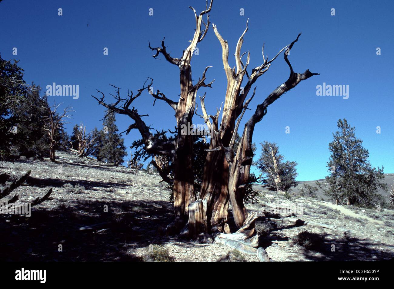 Bishop, CA. U.S.A. 11/1/1985. Ancient Bristlecone Pine Forest is home ...
