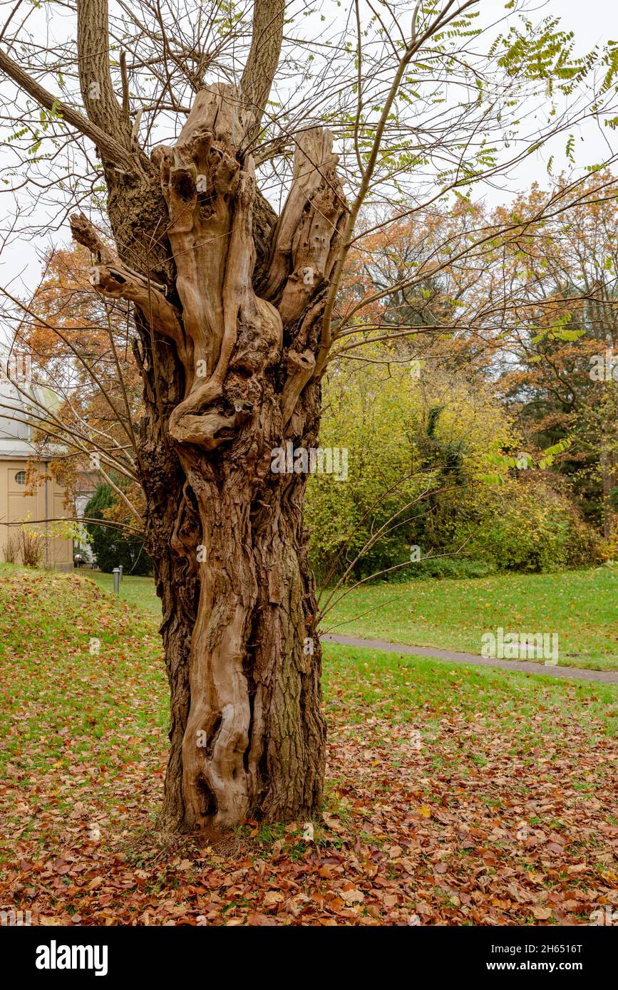Old willow tree hi-res stock photography and images - Alamy