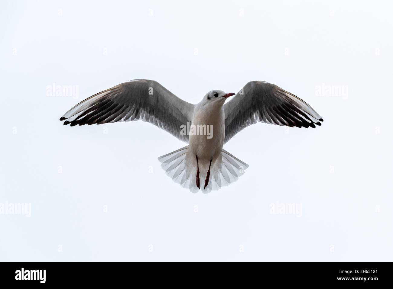 Close up of a seagull in flight with its wings outstretched against a ...