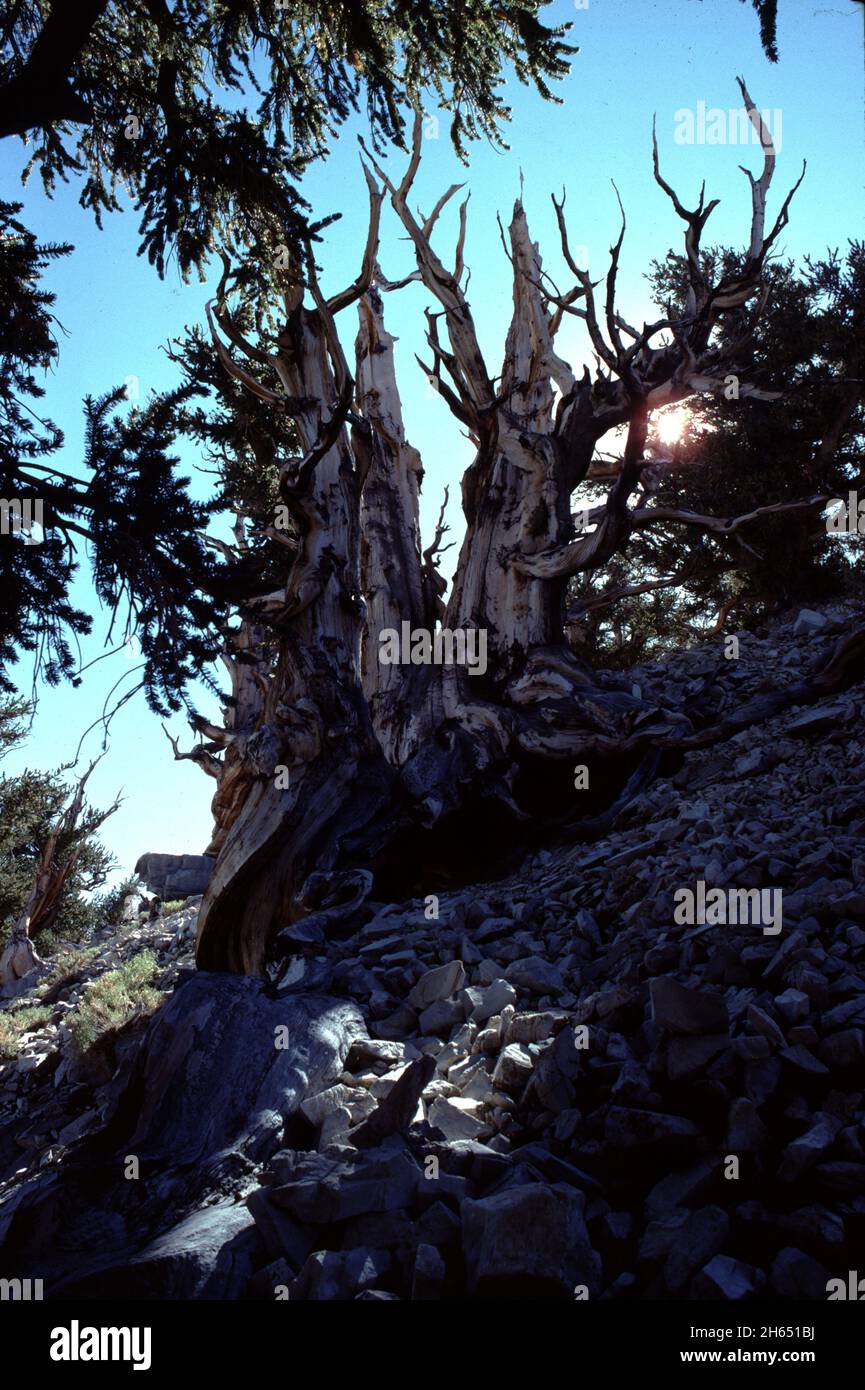 Bishop, CA. U.S.A. 11/1/1985. Ancient Bristlecone Pine Forest is home ...