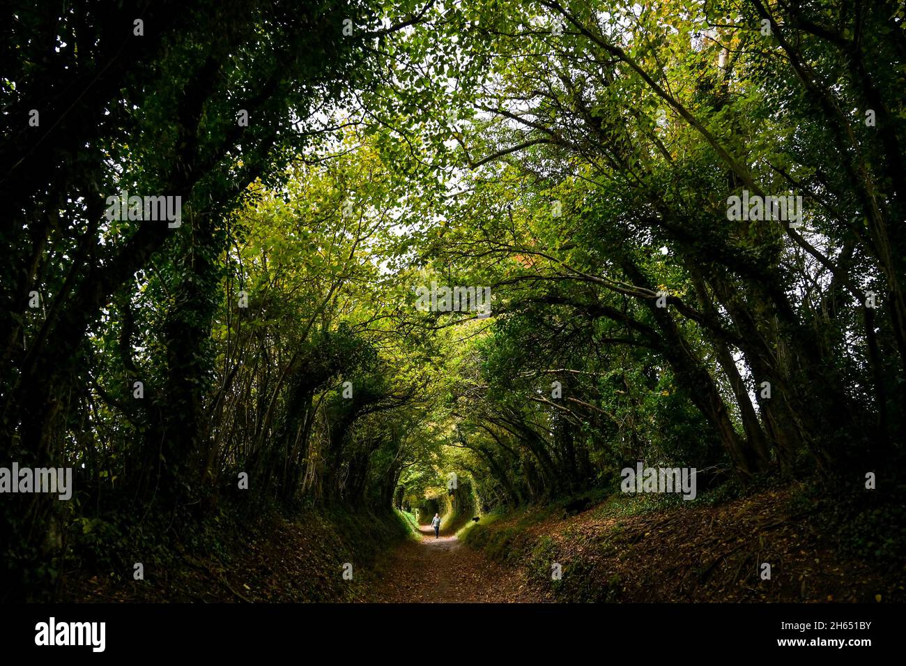 Halnaker tunnel trees in west hi-res stock photography and images - Alamy