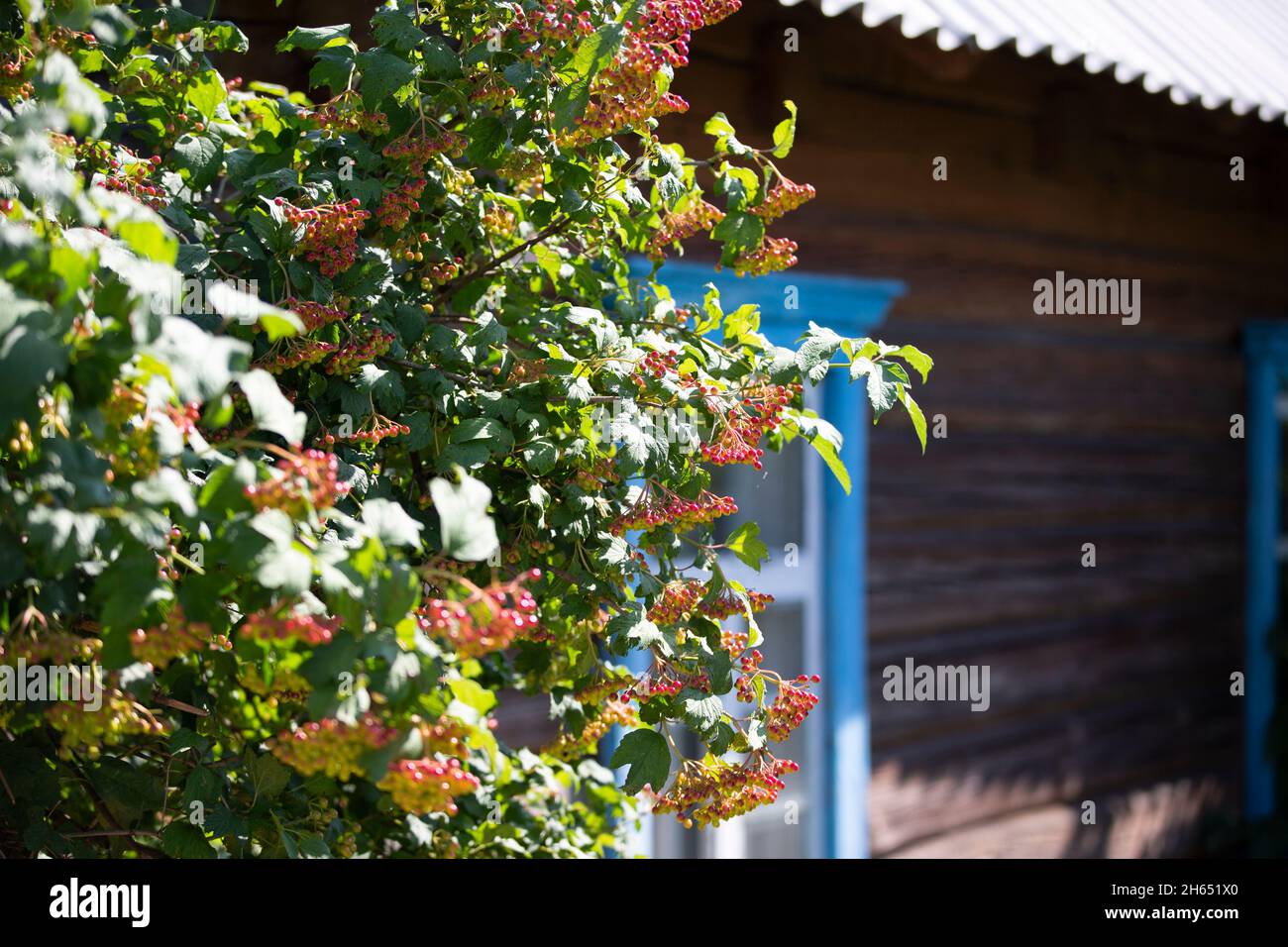 Rustic background. Green bush on the background of a wooden wall of the ...