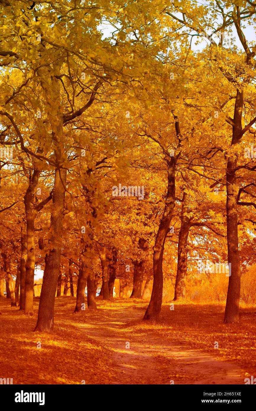 Vertical autumn landscape with trees and footpath Stock Photo - Alamy