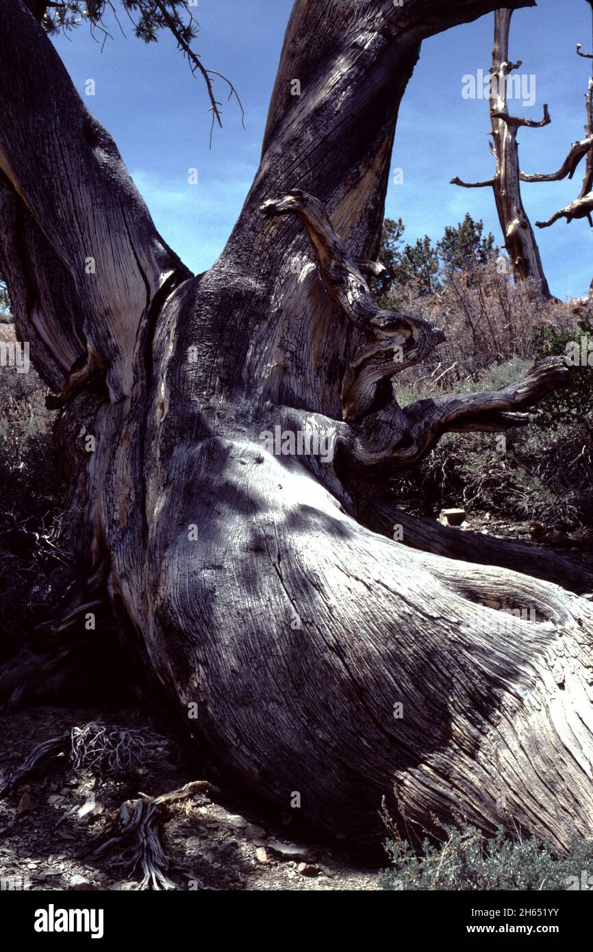 Bishop, CA. U.S.A. 11/1/1985. Ancient Bristlecone Pine Forest is home ...