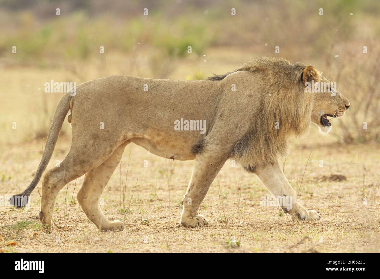 South African Lion in the Savanna Stock Photo - Alamy