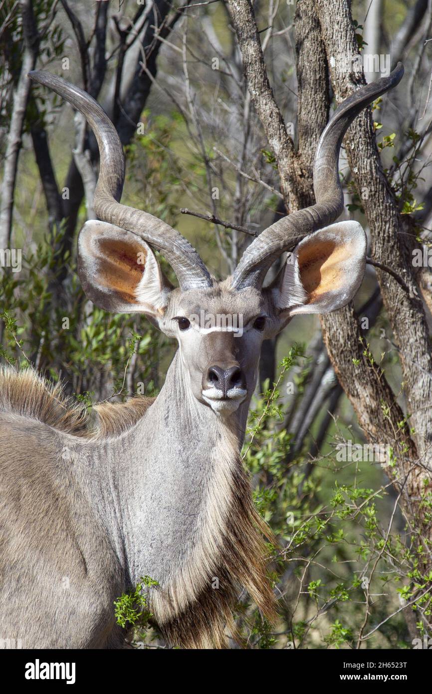 Vertical shot of a deer in a jungle Stock Photo - Alamy