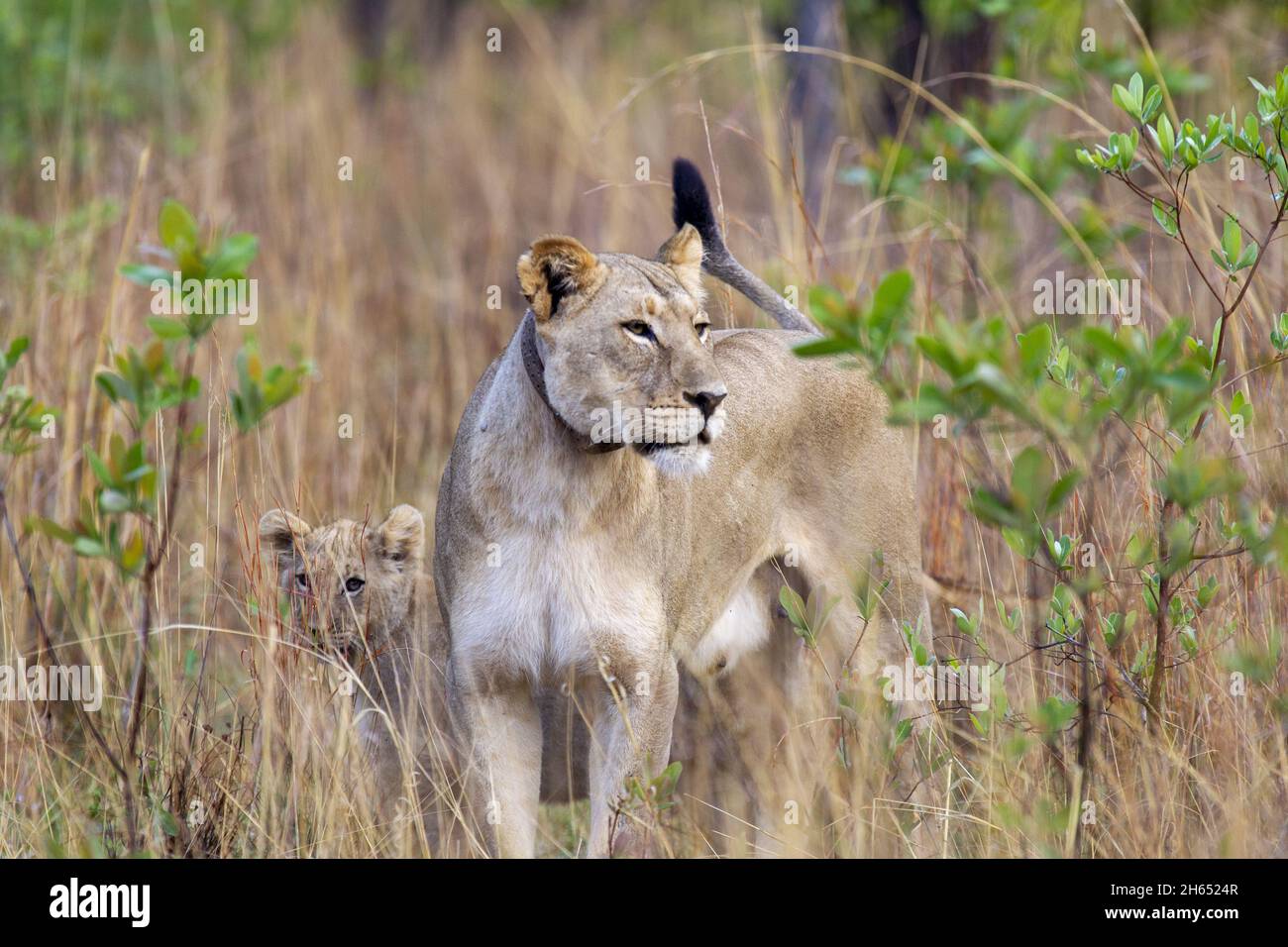Shot of a South African Lion in the Savanna Stock Photo - Alamy
