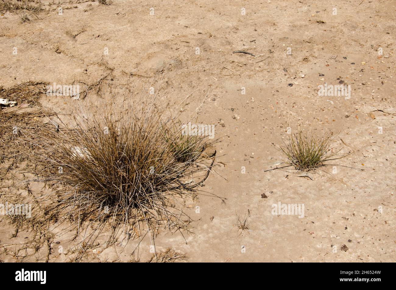 Land with dry, cracked ground and grass Stock Photo - Alamy