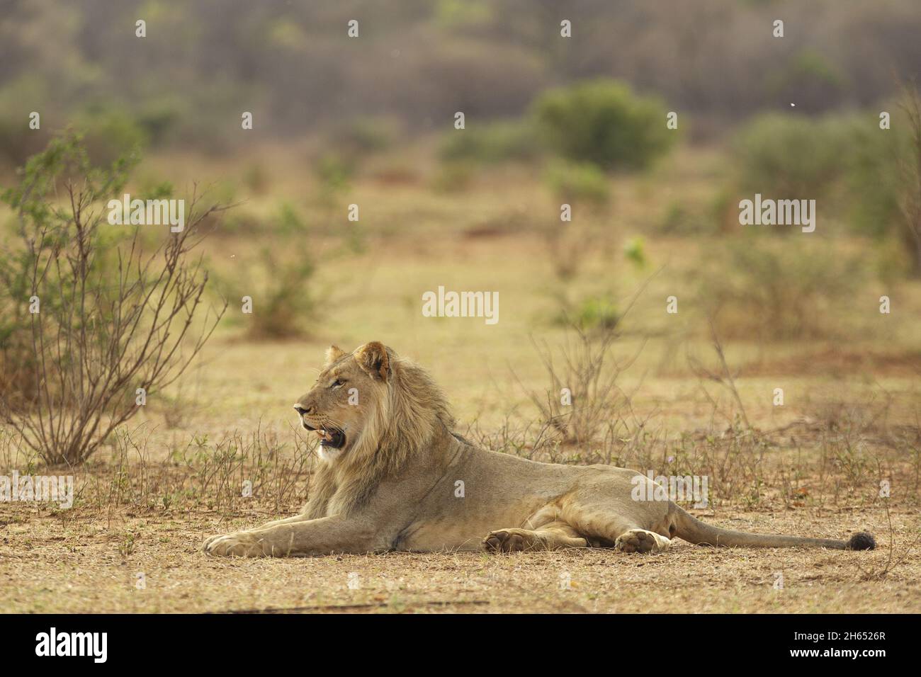 South African Lion in the Savanna Stock Photo - Alamy