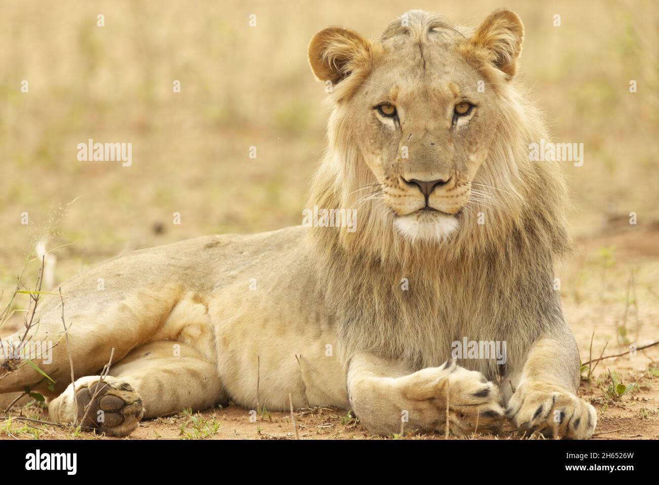 South African Lion in the Savanna Stock Photo - Alamy