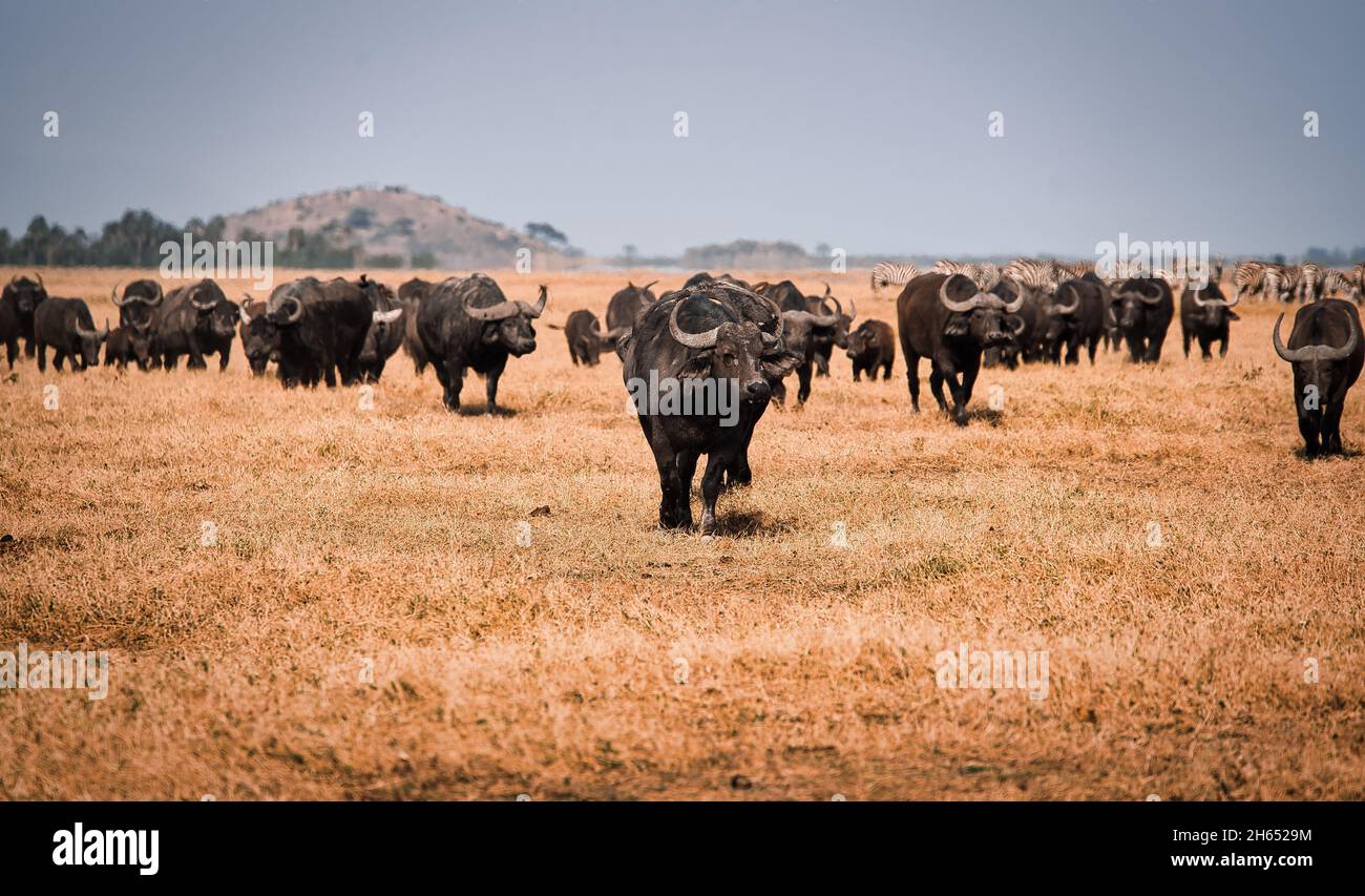 African buffalos in a dry grass field Stock Photo - Alamy