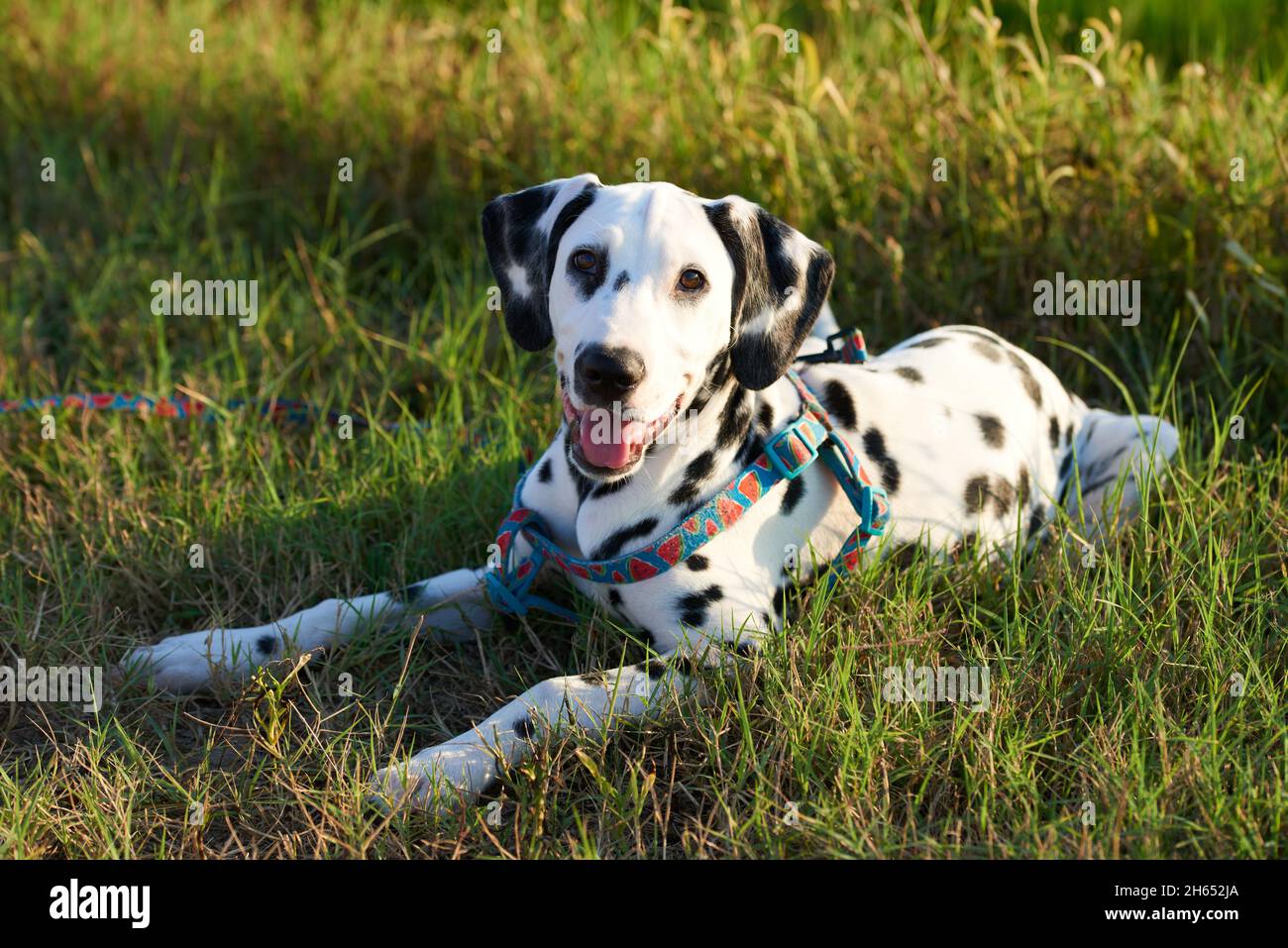 A beautiful dalmatian puppy with a nice facial expression Stock Photo ...