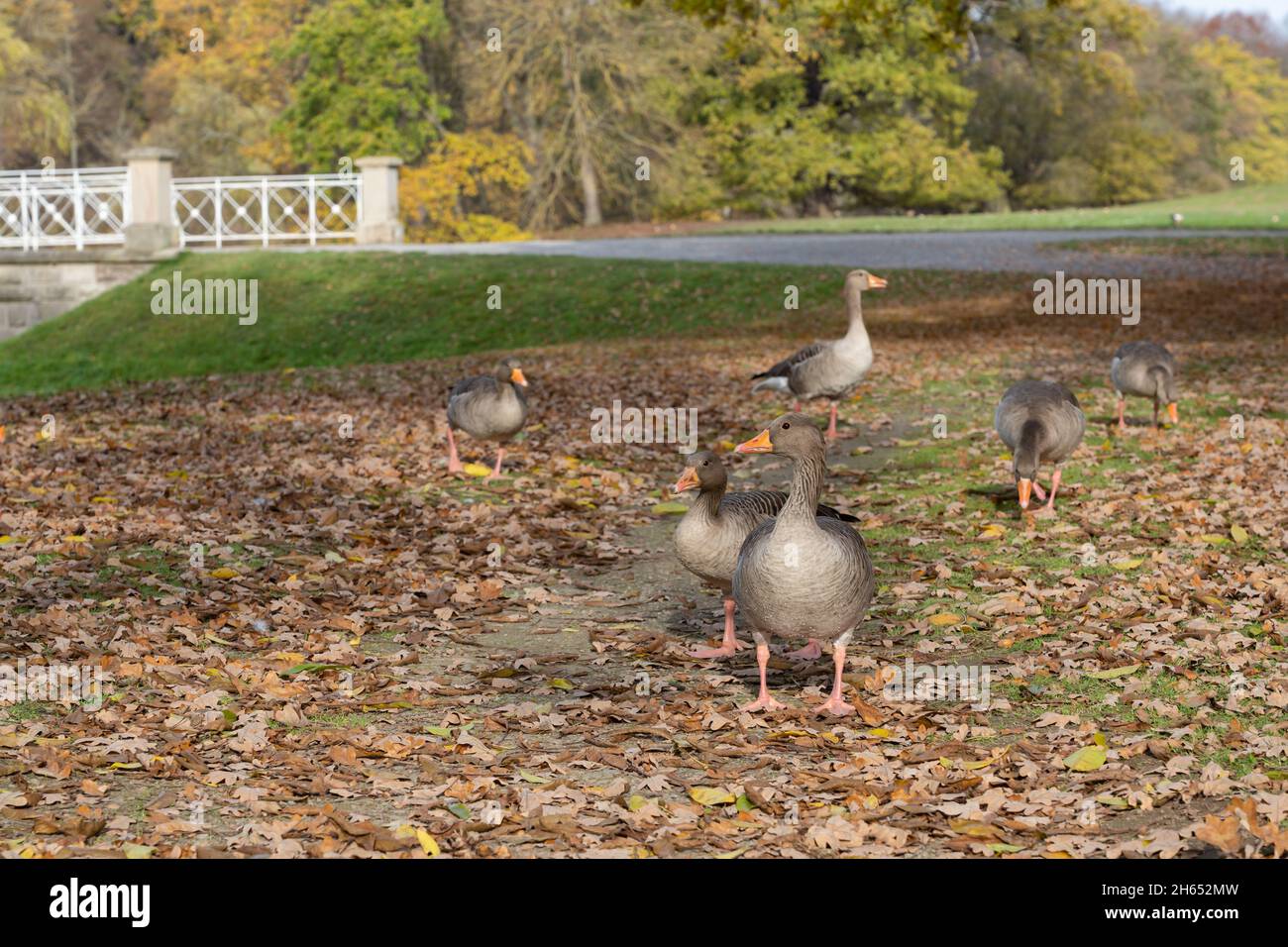 Foraging landscapes hi-res stock photography and images - Alamy