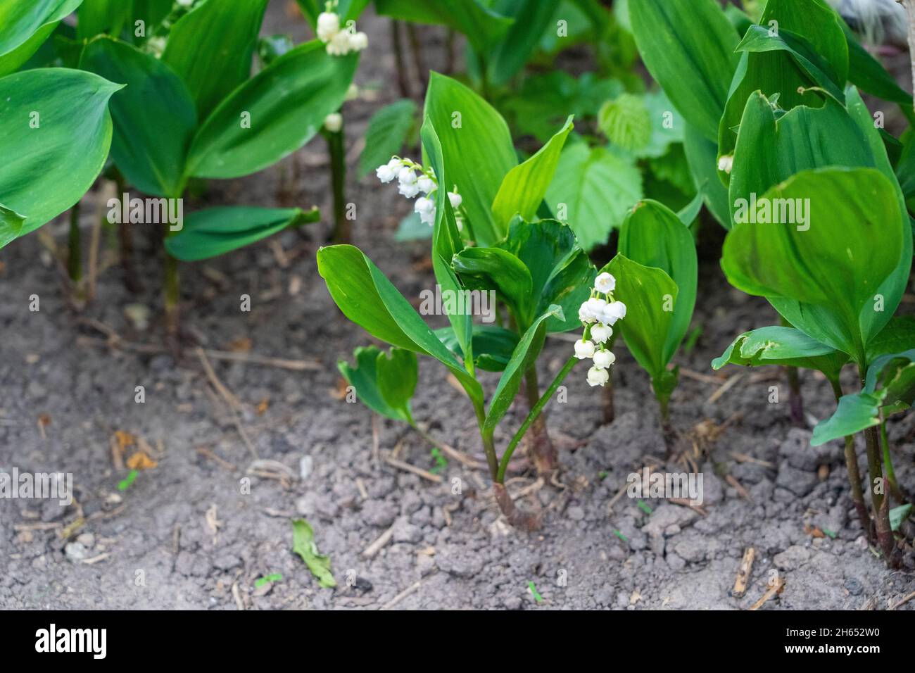 Beautiful shot tender lily hi-res stock photography and images - Alamy