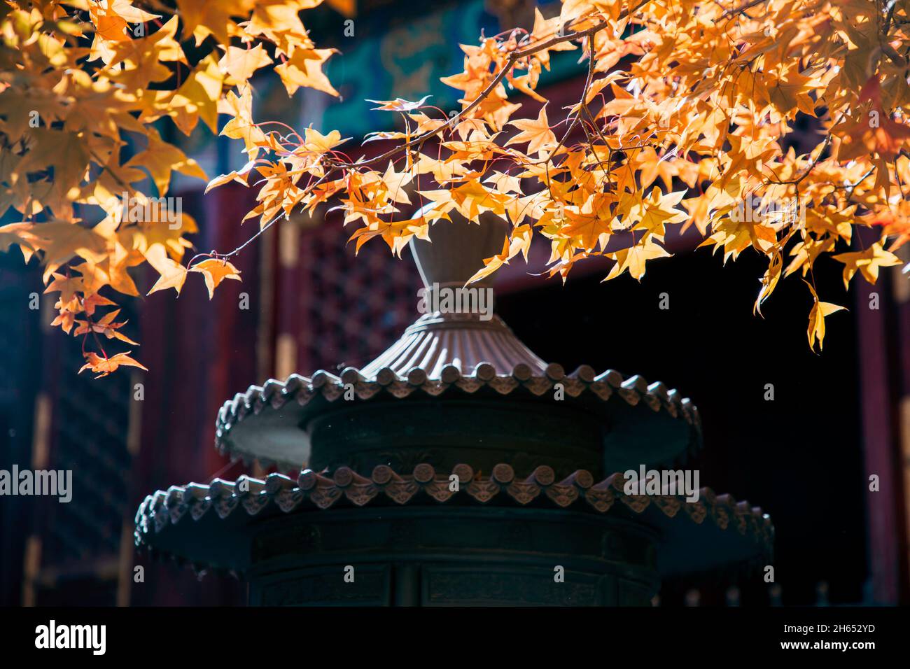 BEIJING, CHINA - OCTOBER 26, 2021 - Red leaves bloom at Fragrant Hills ...