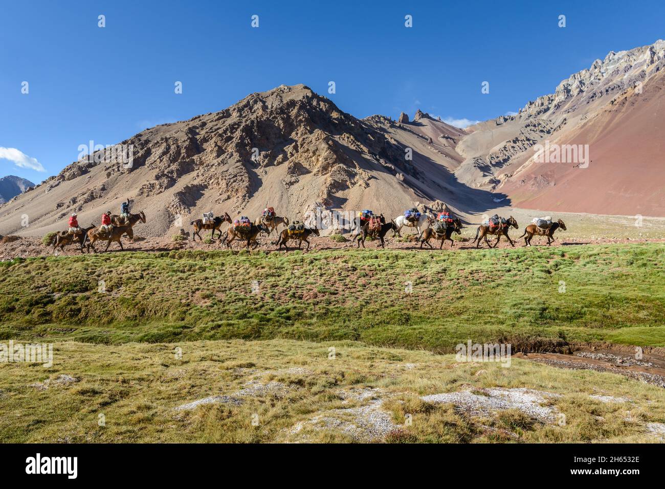 Mules and riders carrying climbers' equipment and food to Aconcagua ...