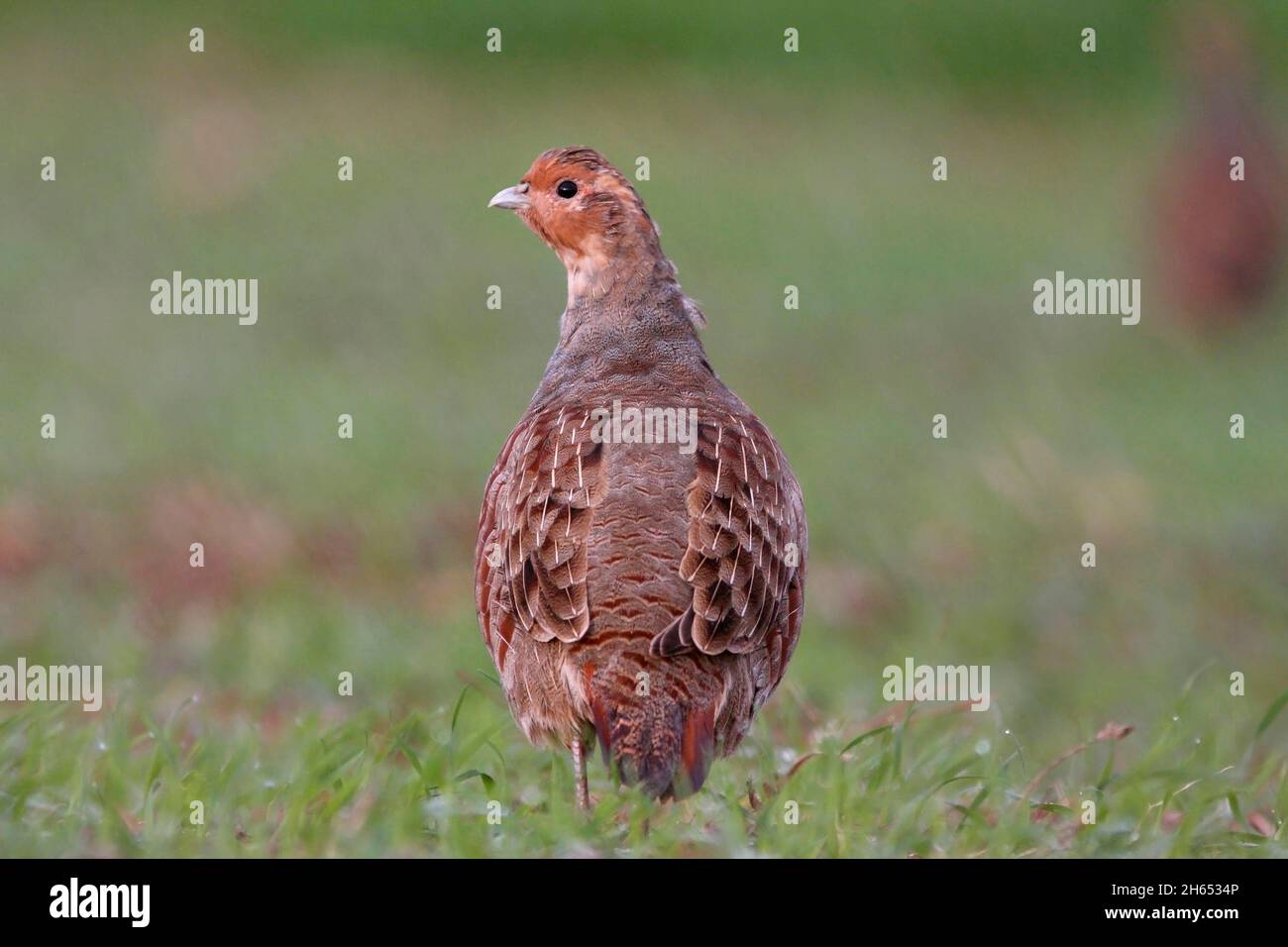 GREY PARTRIDGE (perdix perdix) Scotland, UK Stock Photo - Alamy