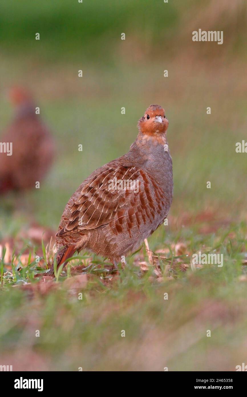 GREY PARTRIDGE (Perdix perdix) Scotland, UK Stock Photo - Alamy