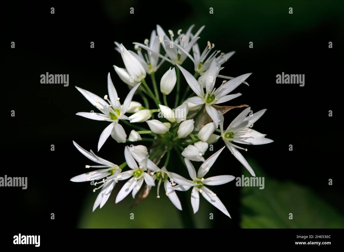 RAMSOMS or wild garlic (Allium ursinum), Scotland, UK Stock Photo - Alamy