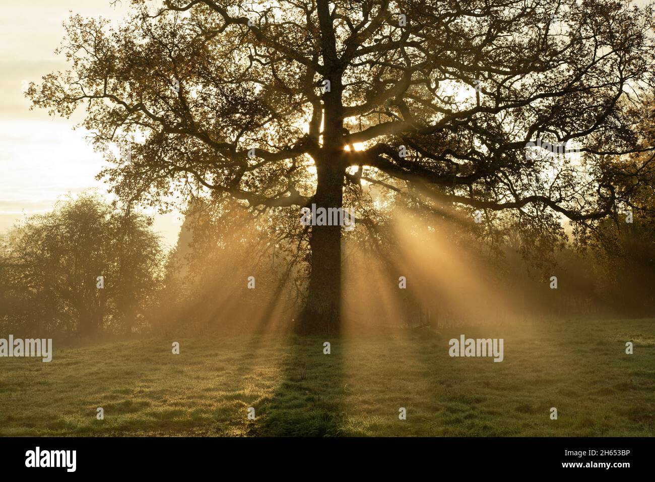Golden light rays hi-res stock photography and images - Alamy
