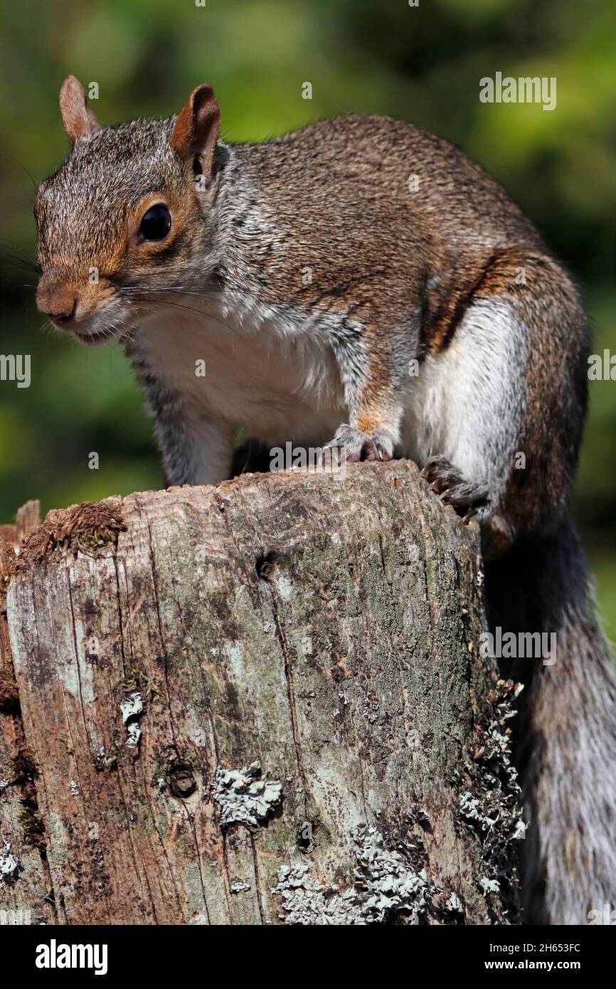 GREY SQUIRREL closeup, Scotland, UK Stock Photo - Alamy