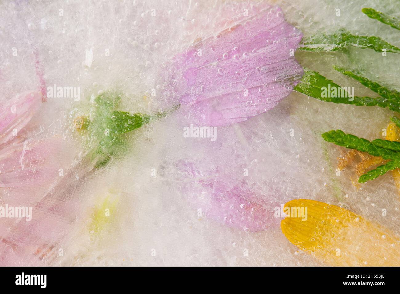 Various flowers in ice. Creative floral background. Frozen beautiful ...
