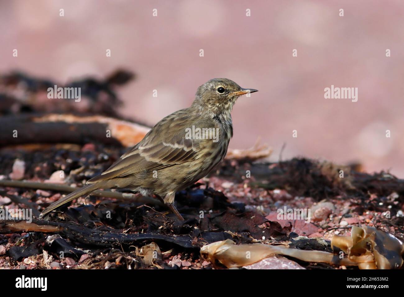Scottish insects hi-res stock photography and images - Alamy