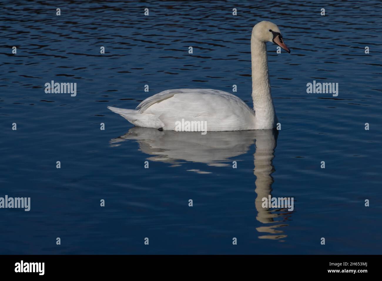 Swan reflection symmetry hi-res stock photography and images - Alamy