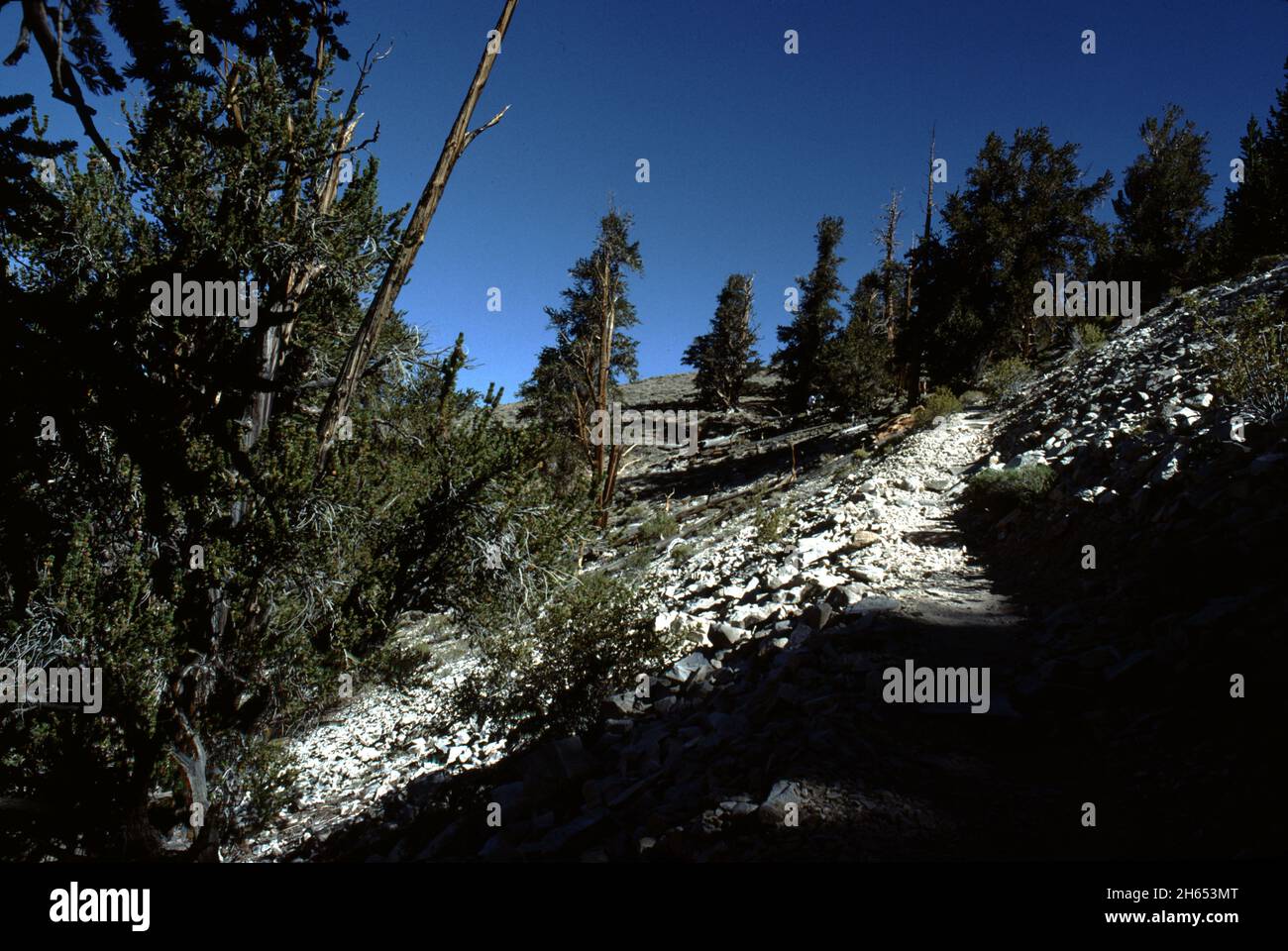 Bishop, CA. U.S.A. 11/1/1985. Ancient Bristlecone Pine Forest is home to the oldest trees in the ...