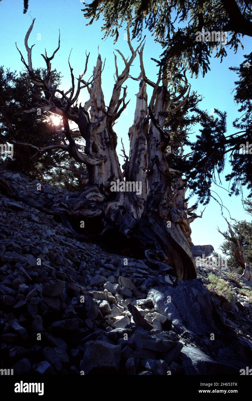 Bishop, CA. U.S.A. 11/1/1985. Ancient Bristlecone Pine Forest is home to the oldest trees in the ...