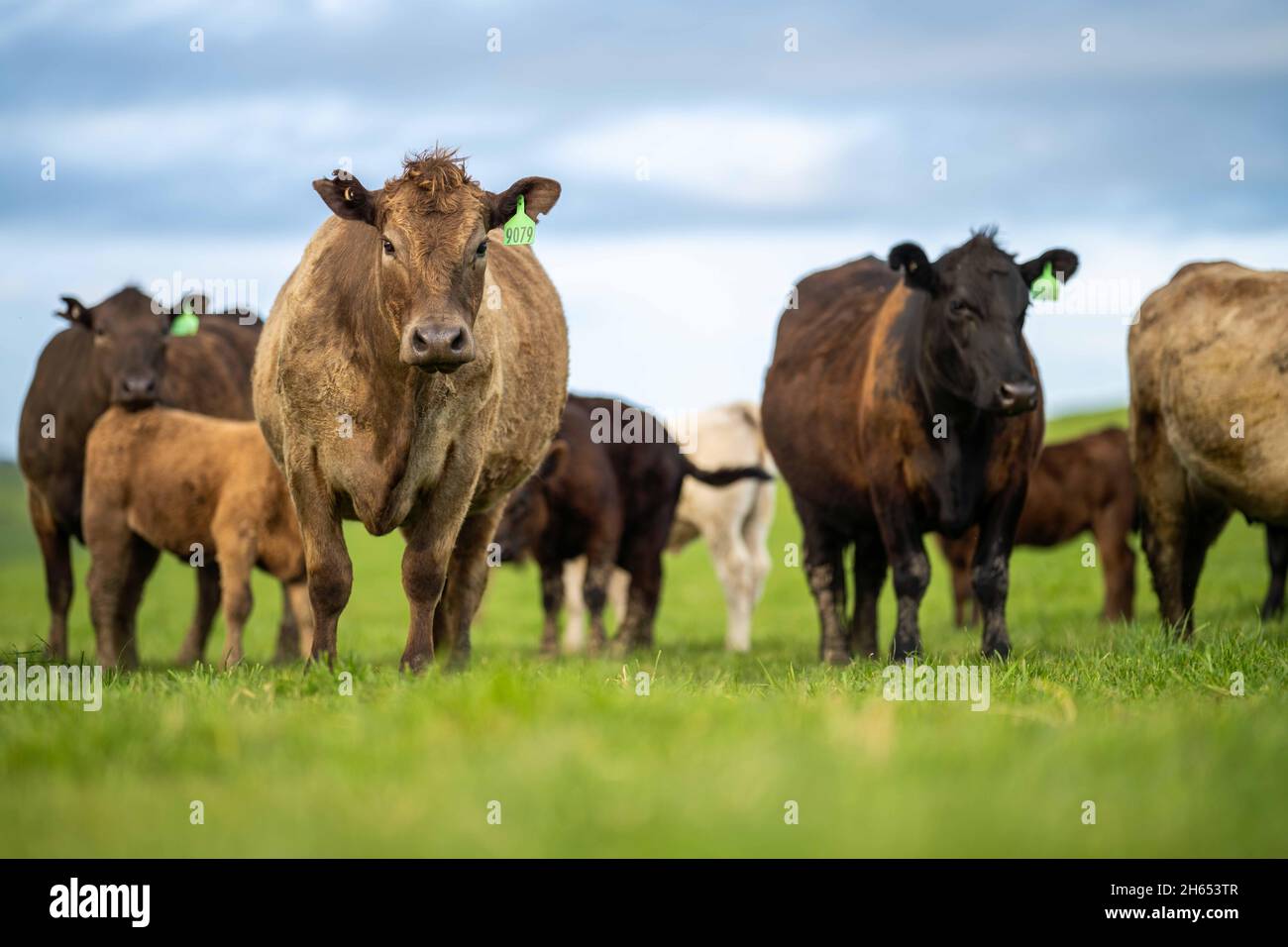 Close up of Stud Beef bulls and cows grazing on grass in a field, in ...