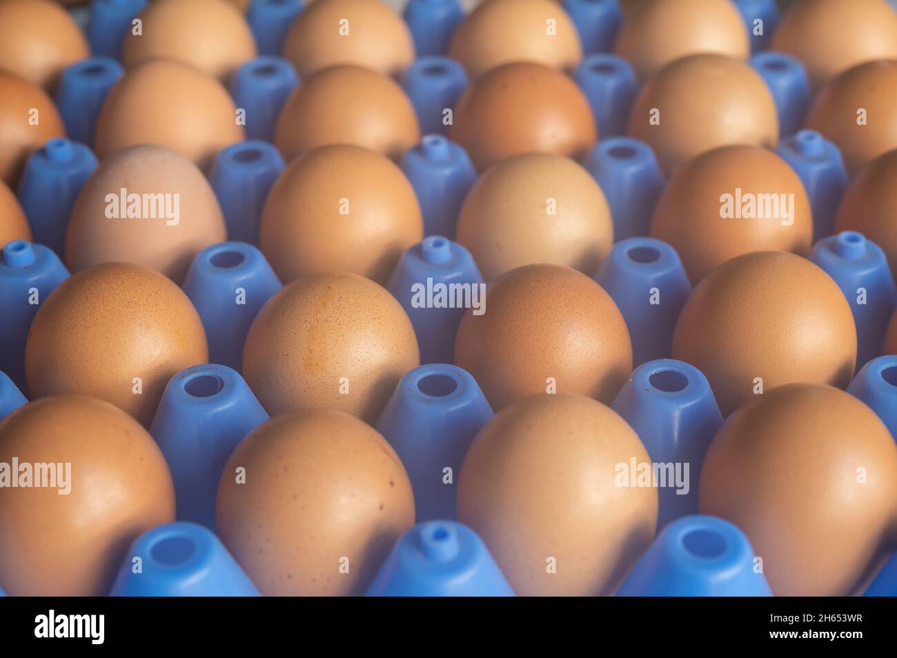 Free range eggs Stock Photo - Alamy