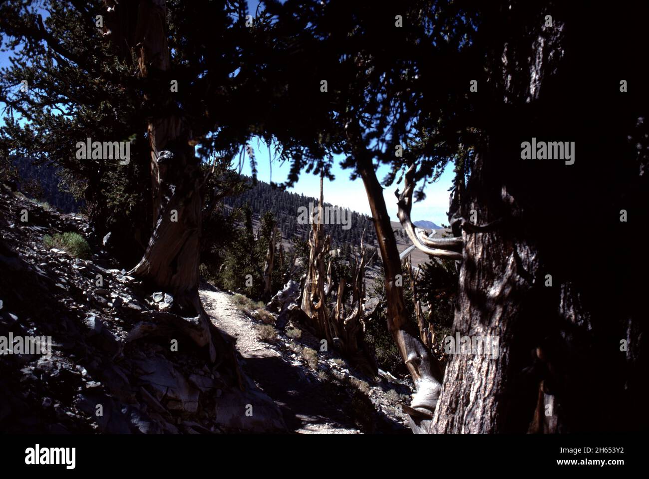 Bishop, CA. U.S.A. 11/1/1985. Ancient Bristlecone Pine Forest is home to the oldest trees in the ...