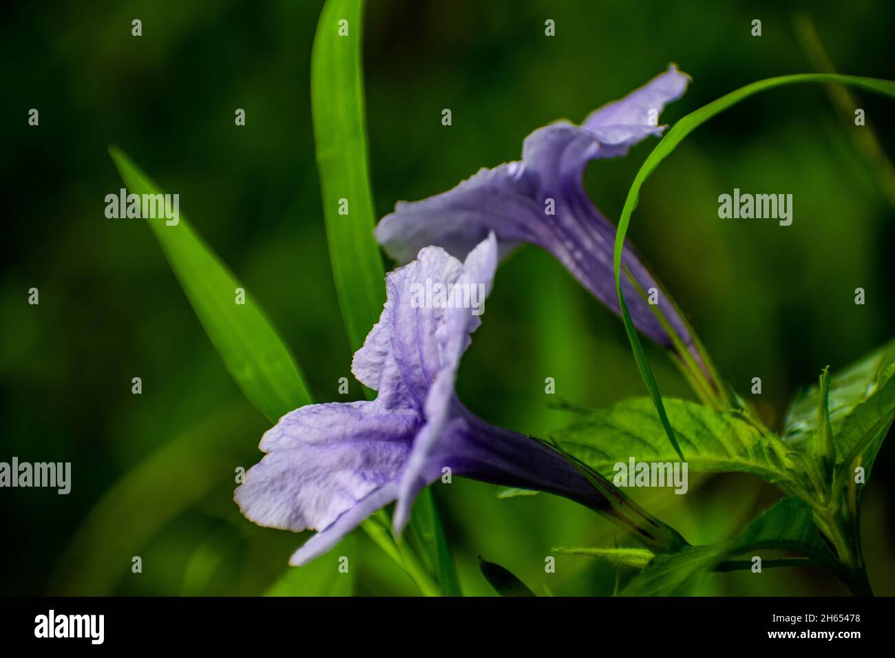 Two flowers and rainy season Stock Photo - Alamy