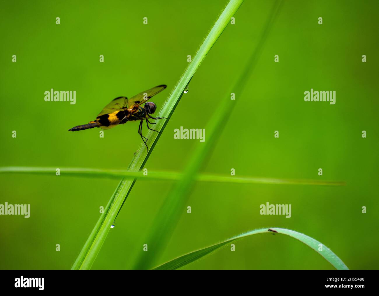 A tiny insect Stock Photo - Alamy