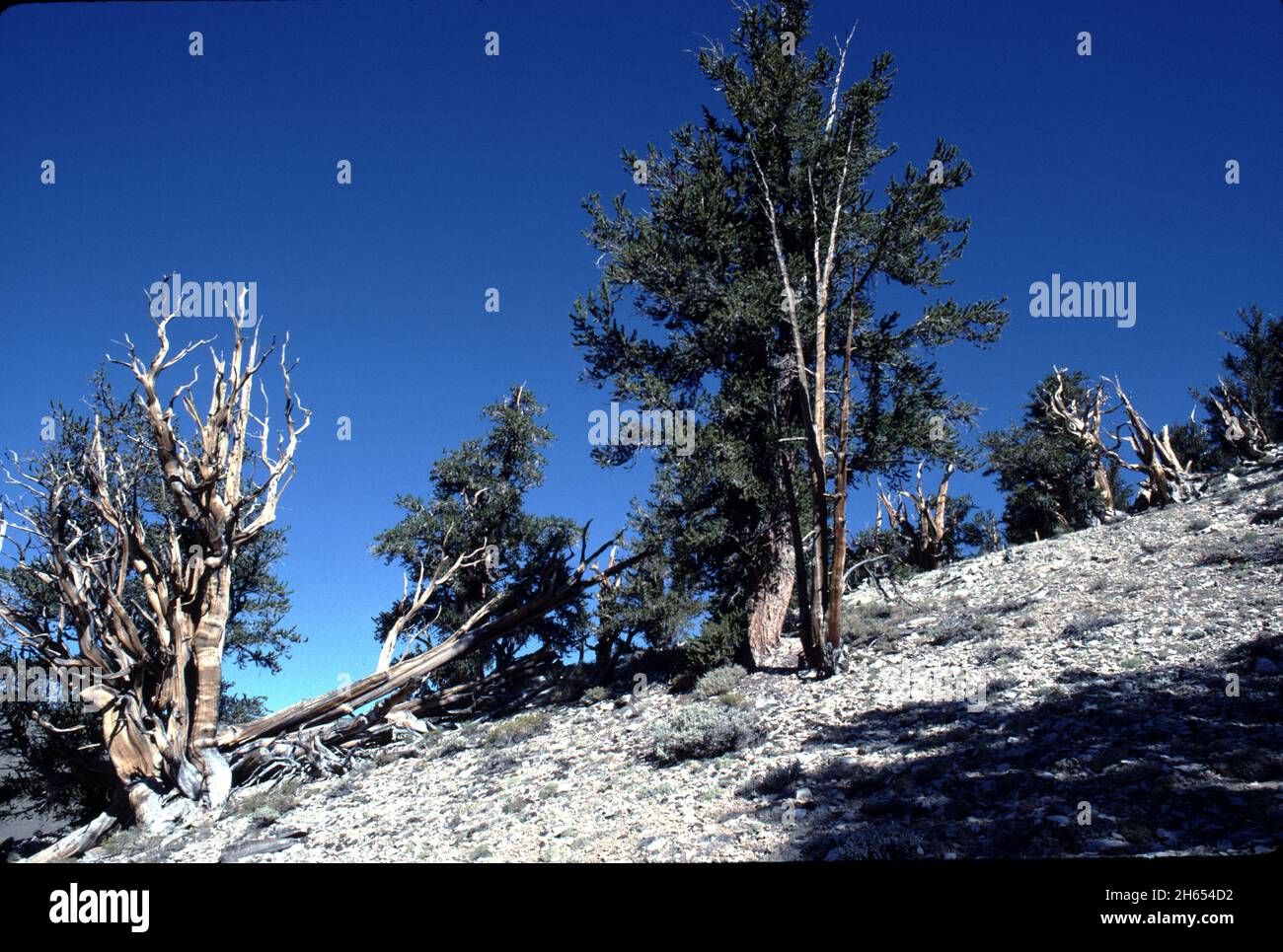 Bishop, CA. U.S.A. 11/1/1985. Ancient Bristlecone Pine Forest is home ...