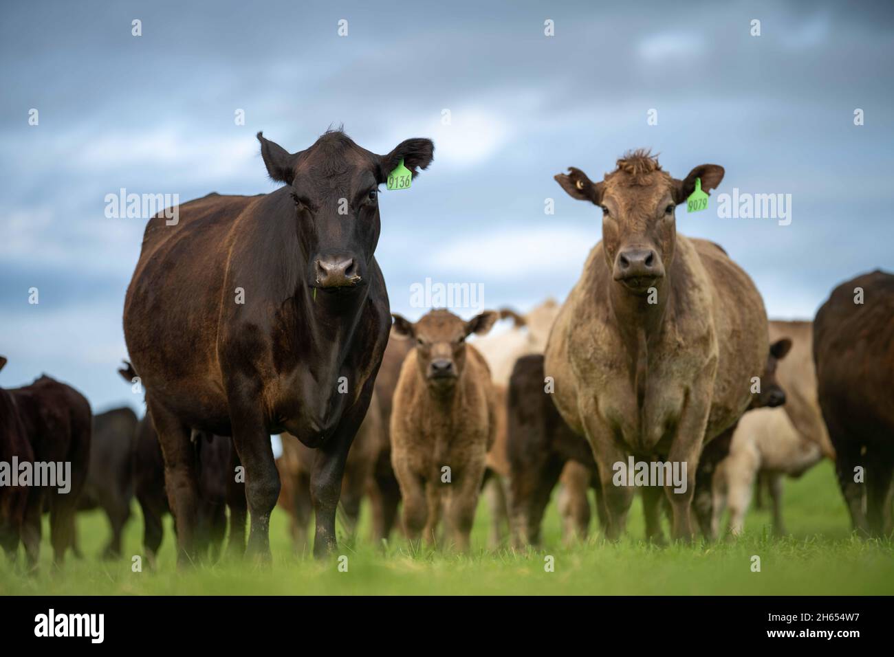 Close up of Stud Beef bulls and cows grazing on grass in a field, in ...