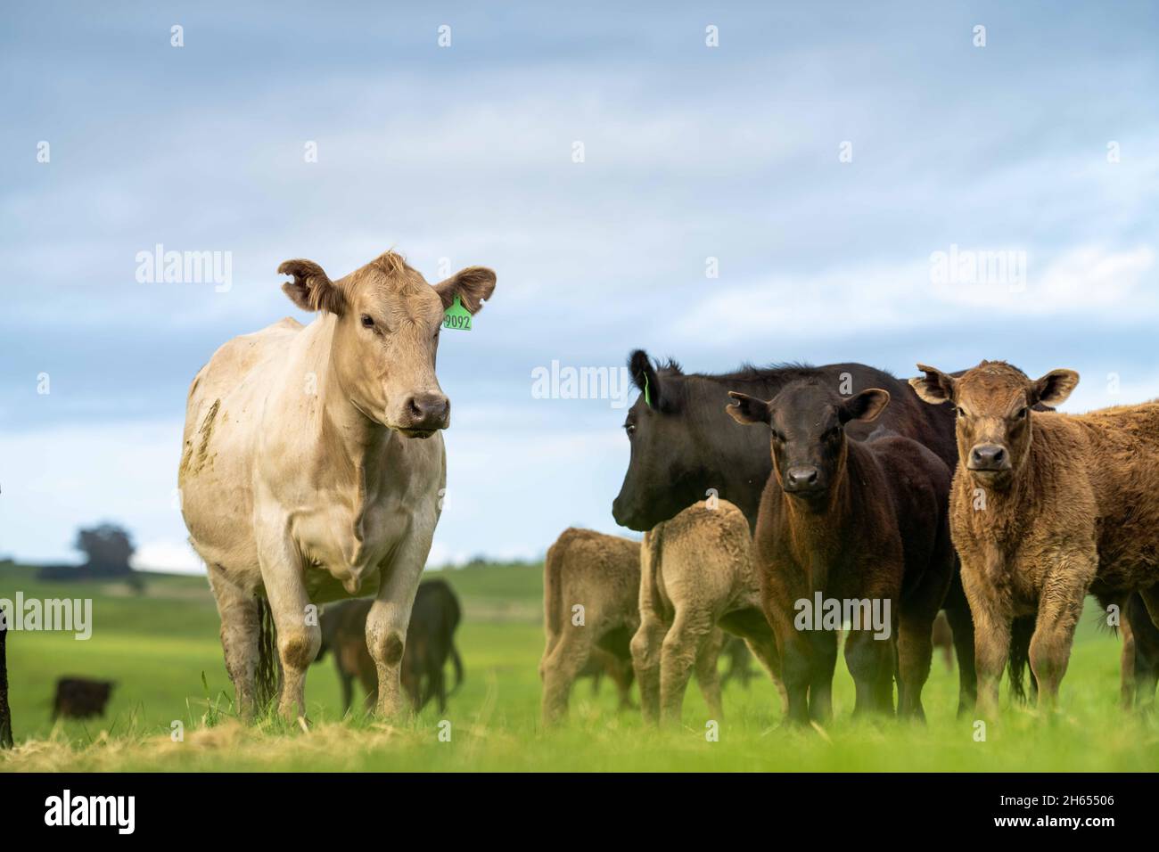 Close up of Stud Beef bulls and cows grazing on grass in a field, in ...